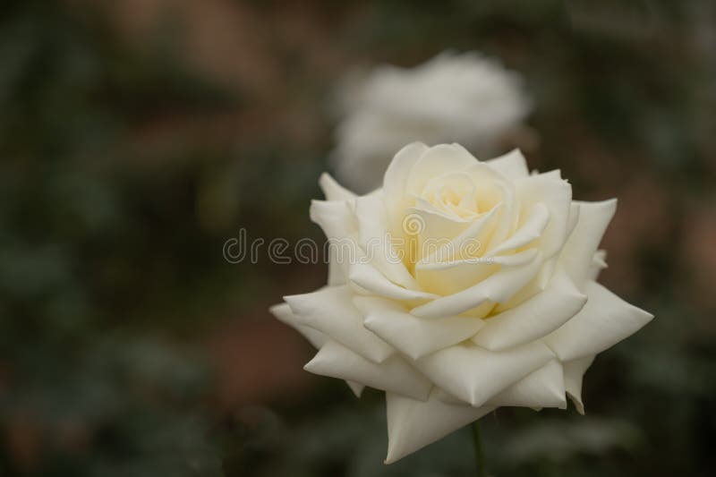 White Rose in Flower Garden Stock Image - Image of nature, gardens ...