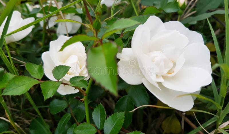 White Rose Flower in the Garden. White Rose Flower in the Garden. Stock ...