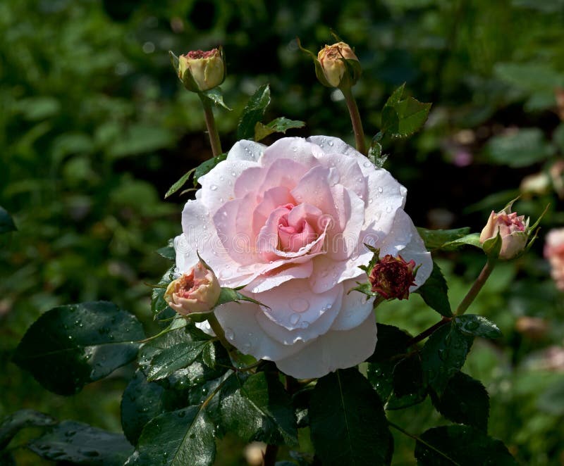 White rose flower stock image. Image of floral, pollen - 84950027