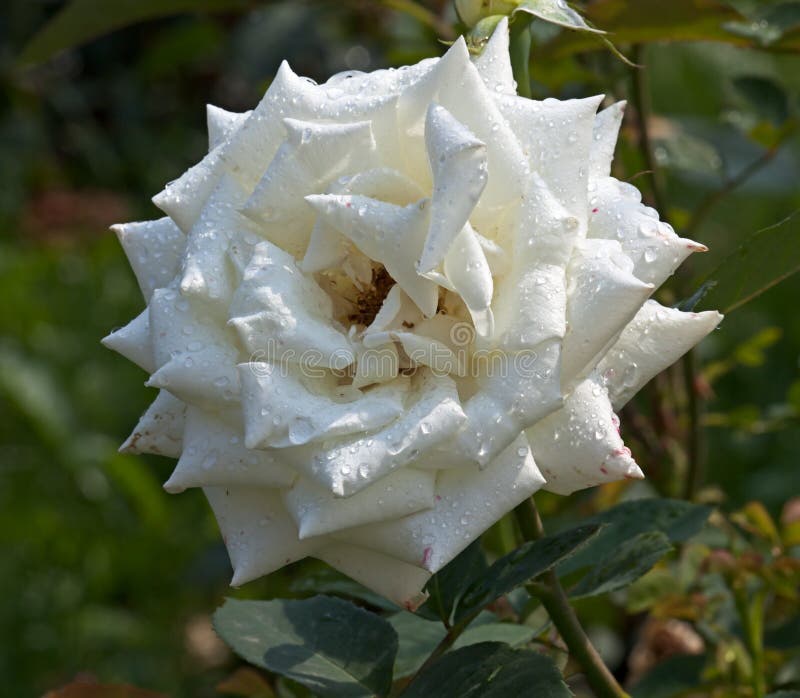 White rose flower stock image. Image of color, brightly - 84974911