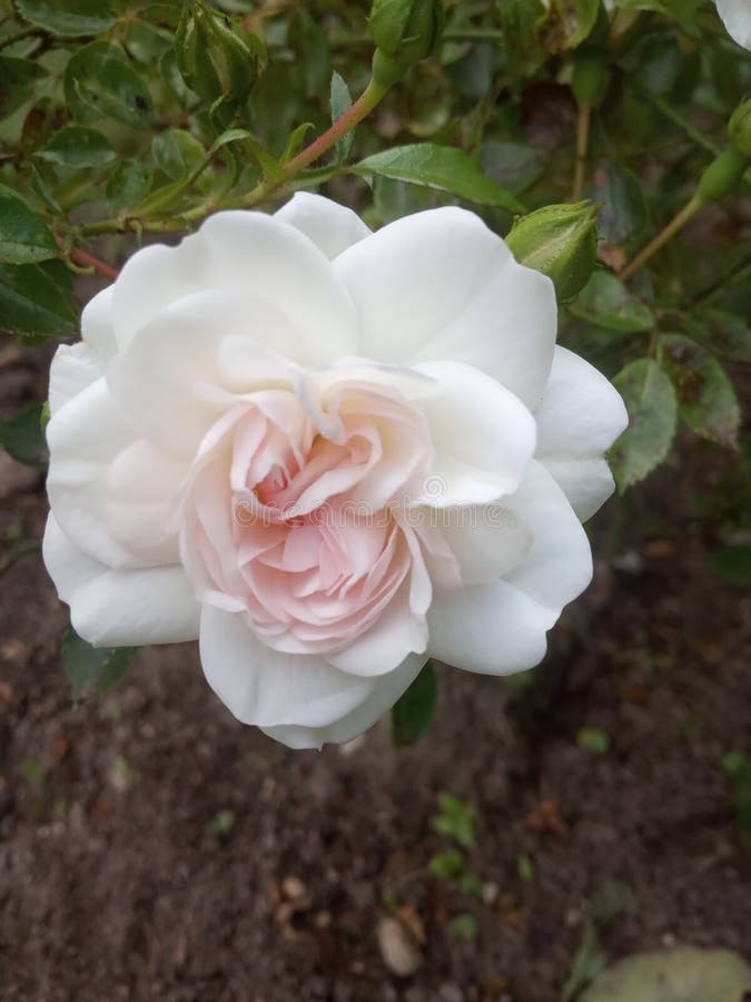 White rose in full bloom stock image. Image of leaf - 189492539