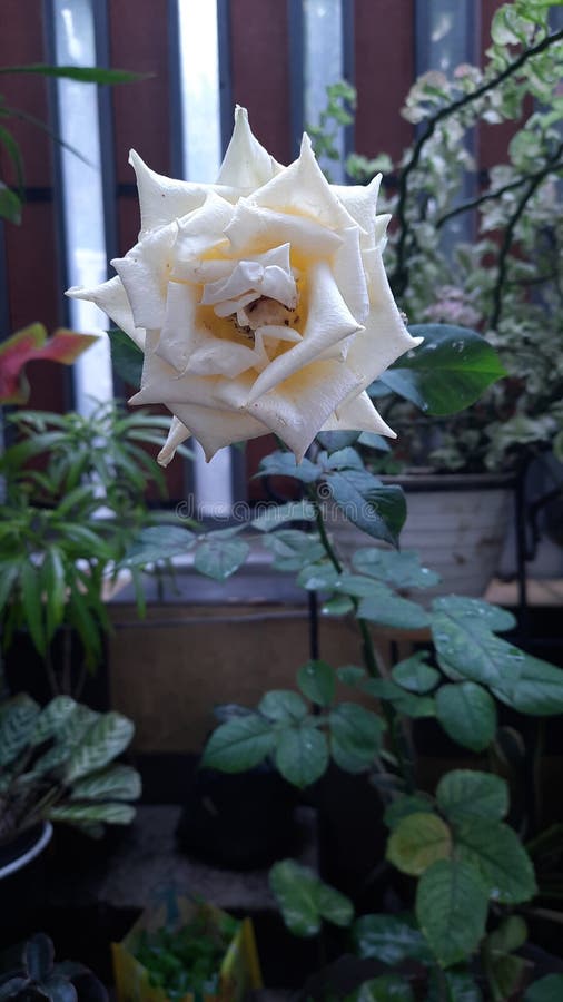 White Rose Flower at Granny& X27;s Front Yard Stock Image - Image of ...