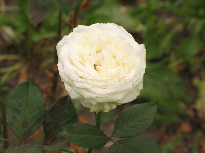 White Rose stock image. Image of flowerbed, white, autumnal - 83789973