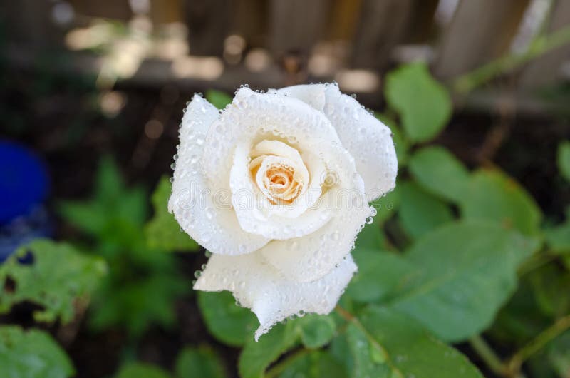 White Rose Flower with Leaves Stock Image - Image of petal, rose: 113009187