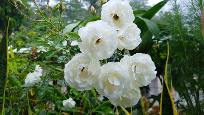 White Rose Flower in the Midle of Rain Stock Image - Image of pink ...