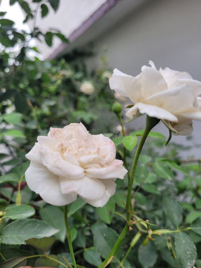 Is White Rose Flower Natural Stock Image - Image of pink, flower: 276004285