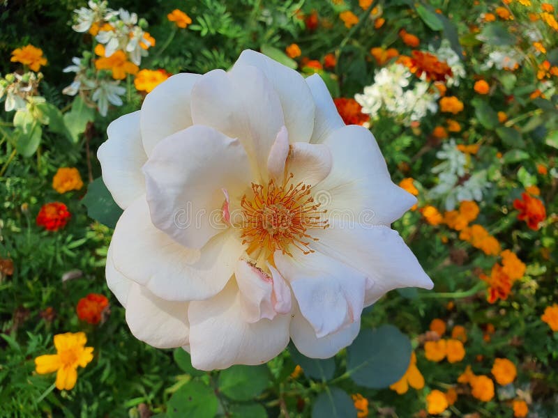 White Rose Flower in Nature Stock Photo - Image of yellow, tulip: 204611530