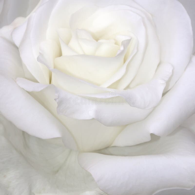 White Rose Flower Petal Floral Texture Background Stock Image - Image ...