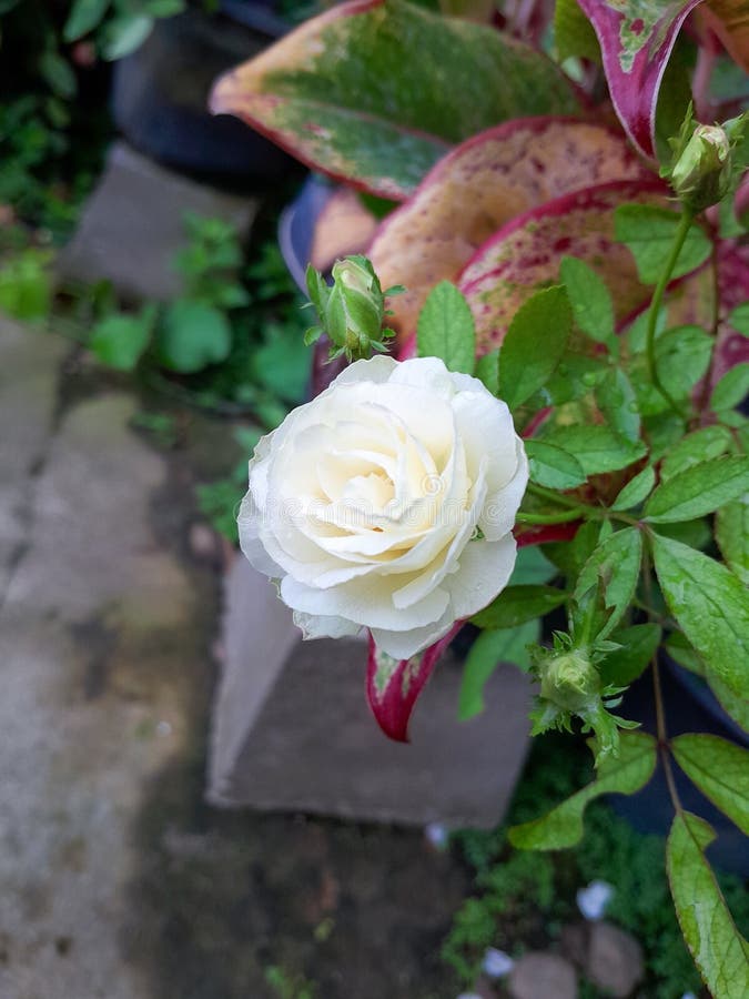White Rose Flower after the Rain. Rain Drop on Its Leaves and Flower ...