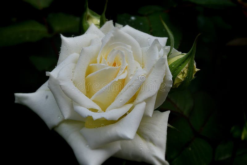 White rose flower stock image. Image of beautiful, plant - 153548883