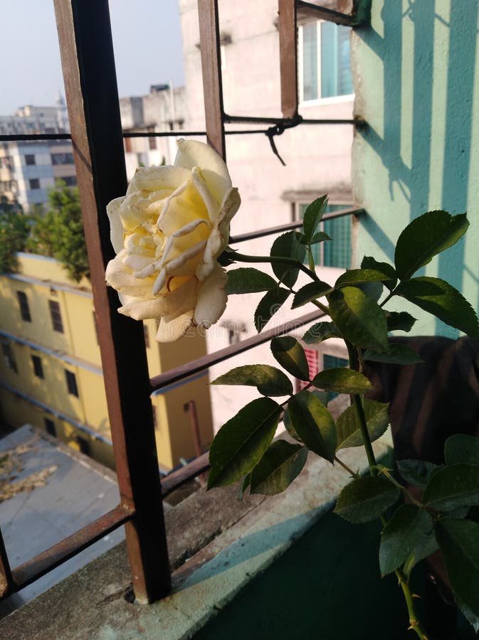 White rose flower in a tob stock photo. Image of nice - 178623074