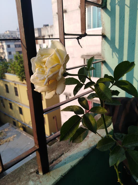 White rose flower in a tob stock photo. Image of nice - 178623074