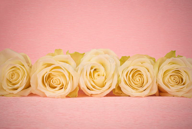 White Rose Flowers Arranged in a Row Stock Image - Image of text ...