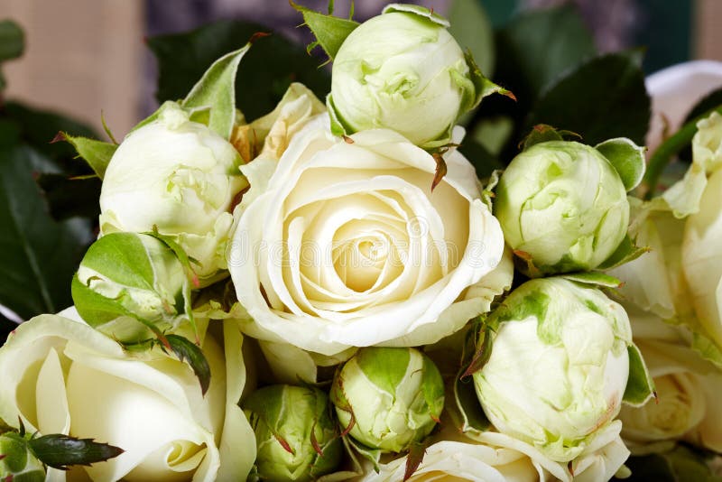 White rose flowers bouquet stock photo. Image of bouquet - 72028510