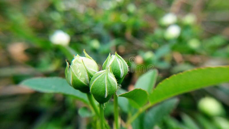 White Rose Flowers Buds Ready To Bloom Stock Image - Image of plants ...