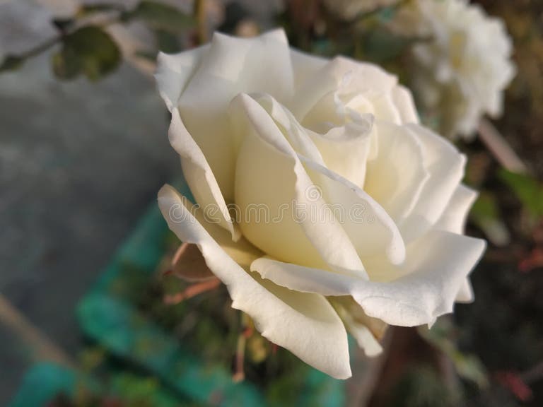 Rose Follower Stock Photos - Free & Royalty-Free Stock Photos from ...