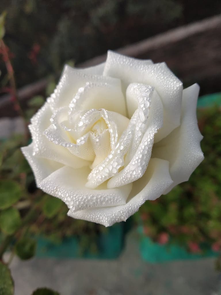 Rose Follower Stock Photos - Free & Royalty-Free Stock Photos from ...