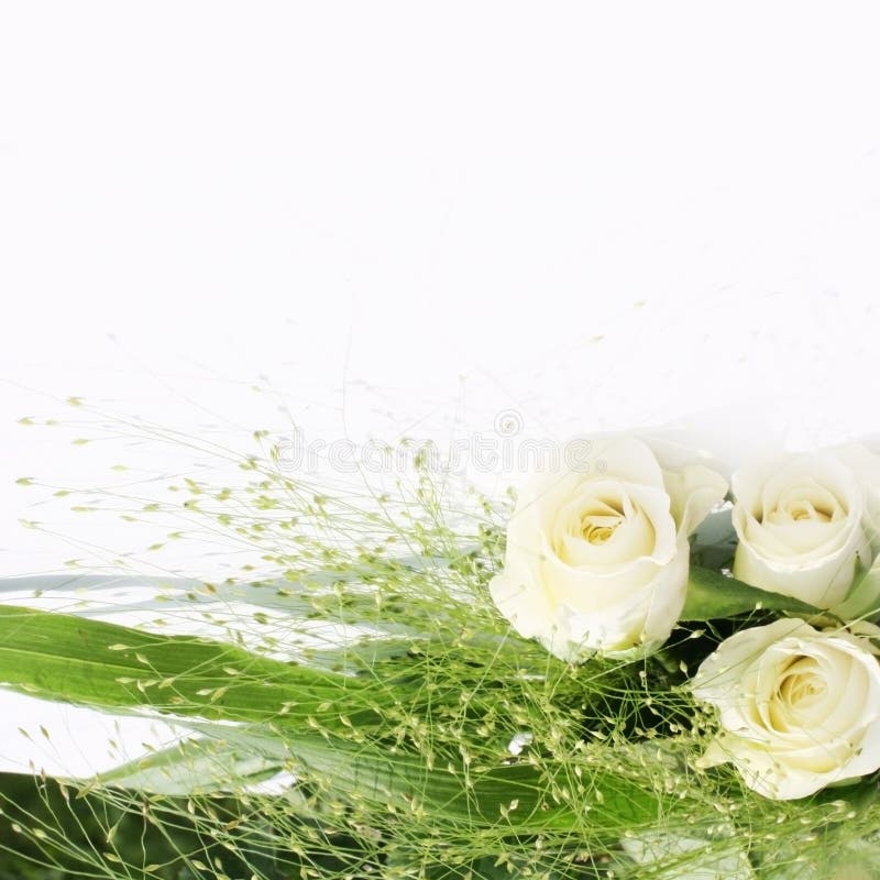 White rose frame stock image. Image of blossom, desire - 6533971