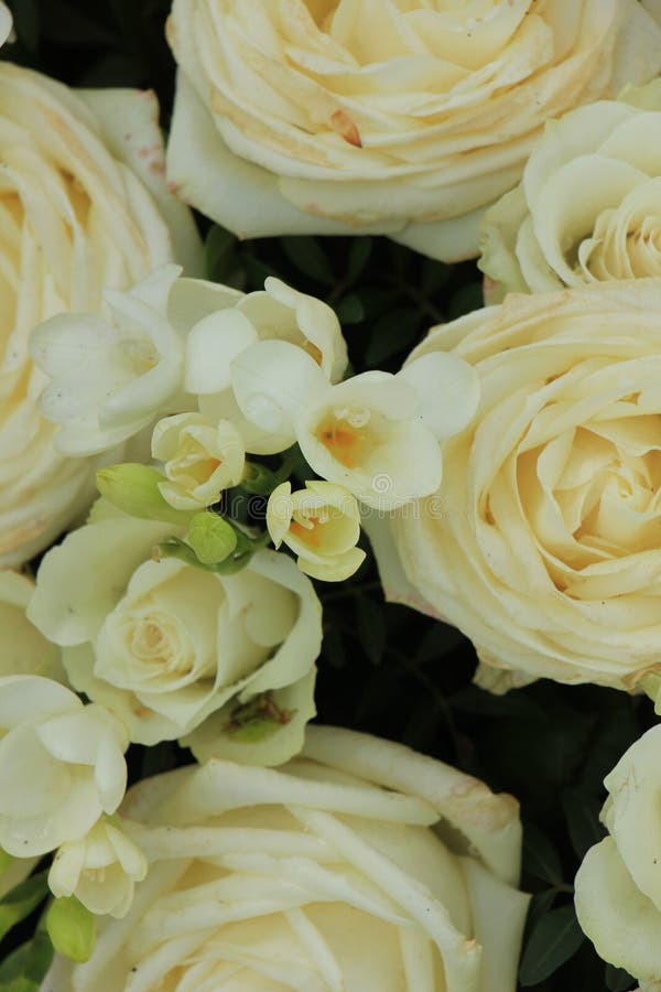 White Rose and Freesia Bouquet Stock Photo - Image of arrangement ...