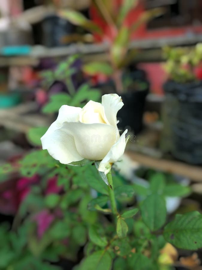 White Rose in Front of the House Stock Image - Image of front, rose ...