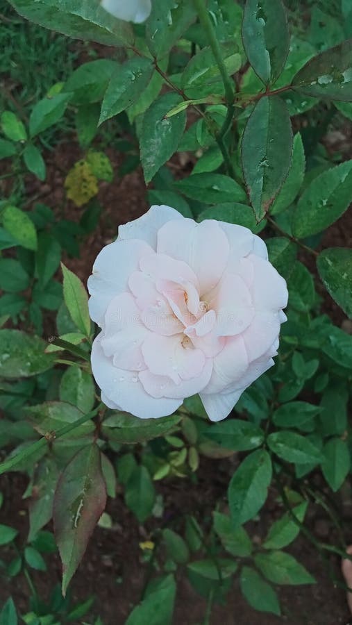 White Rose in Front of the House Yard Stock Photo - Image of white ...