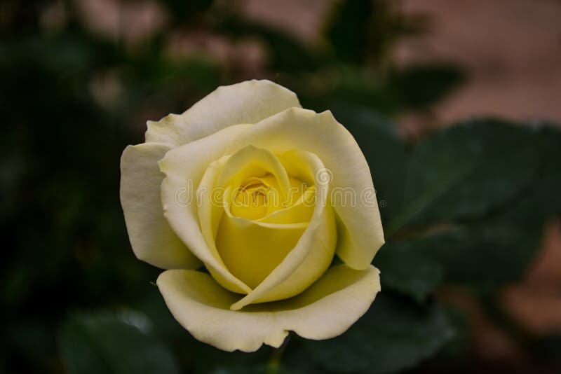 White Rose in Full Bloom, Beauty of Nature Stock Image - Image of full ...