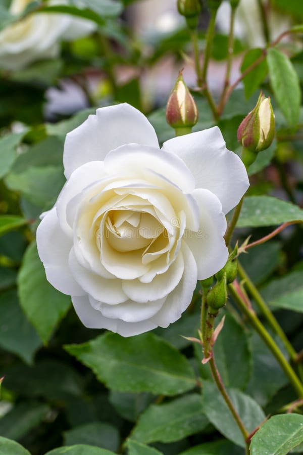 White rose rosebud stock photo. Image of beautiful, valentine - 20807642