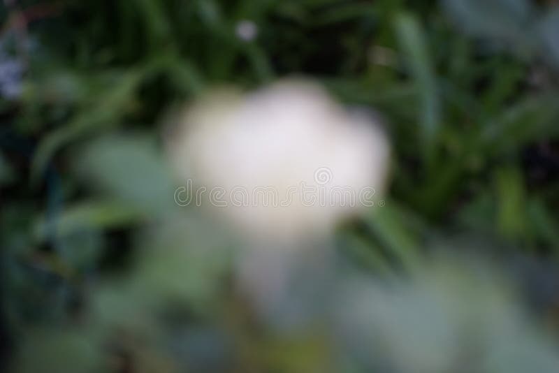 Abstraction. White Flowers in the Garden. Germany Stock Image - Image ...