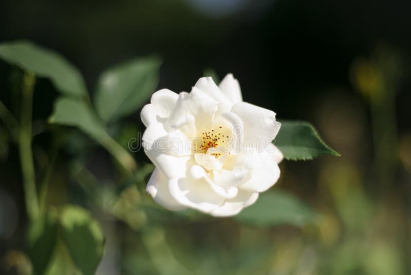 White rose in the garden stock photo. Image of background - 168022074