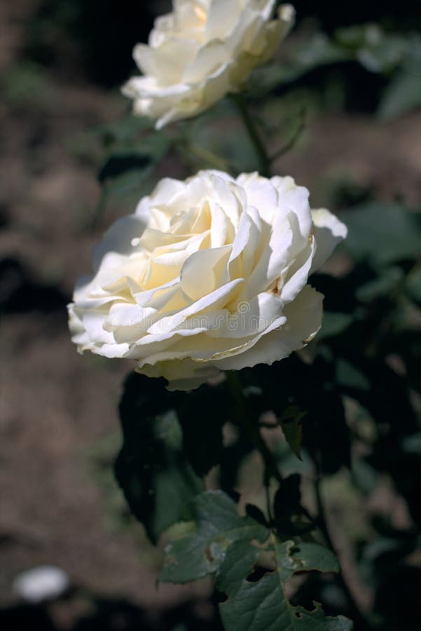 A white rose in the garden stock image. Image of garden - 250954067