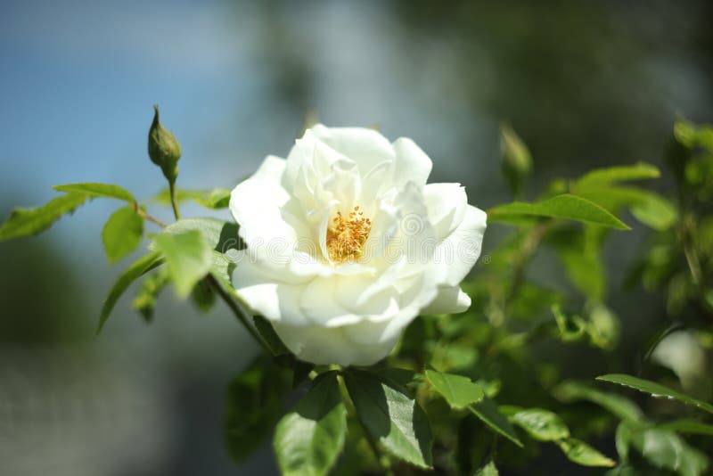 White rose in the garden stock photo. Image of summer - 267737538