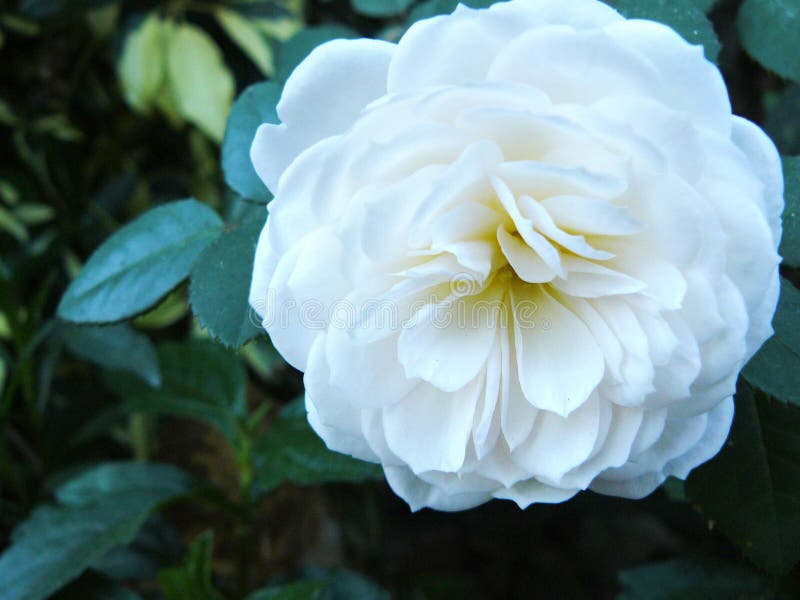 White rose in the garden stock photo. Image of botany - 89726088
