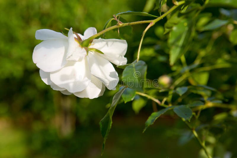 White rose in a garden. stock image. Image of natural - 73637715