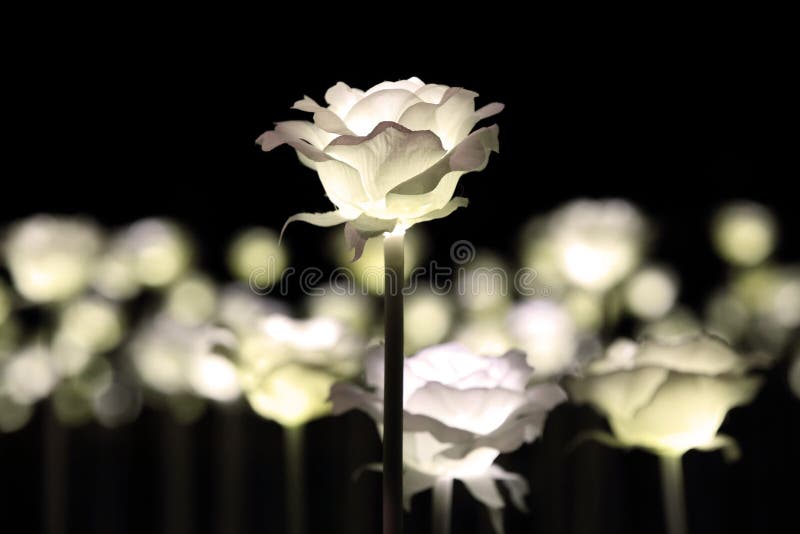 White rose garden at night stock image. Image of love - 68844497