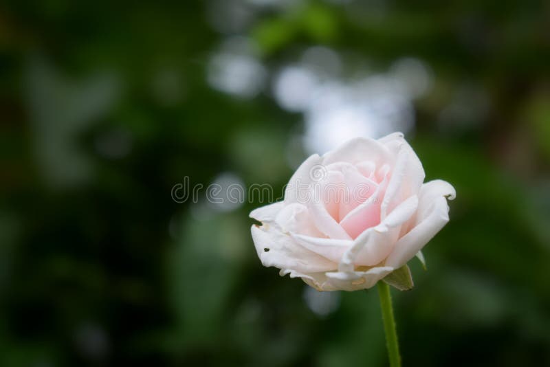 White Rose on a Green Background Stock Image - Image of flowers ...