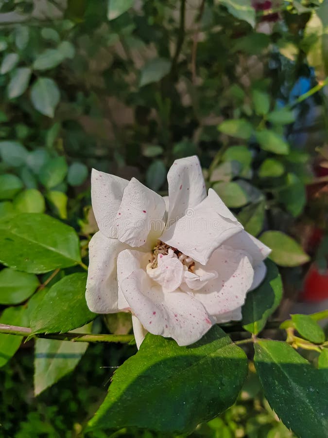 White Rose and Green Nature Stock Photo - Image of rose, yellow: 273459842