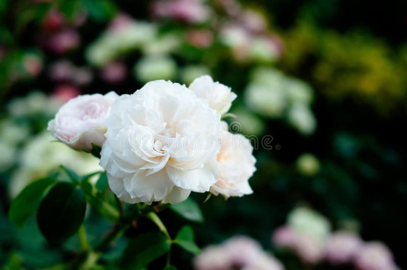 White Rose in Green Nature Garden. Romance Stock Image - Image of ...