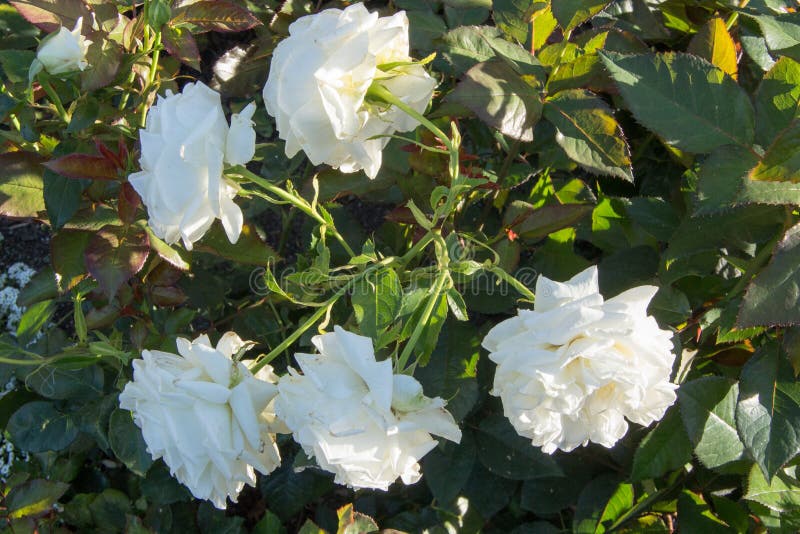 White Rose Group stock image. Image of nature, vine, scene - 74837111