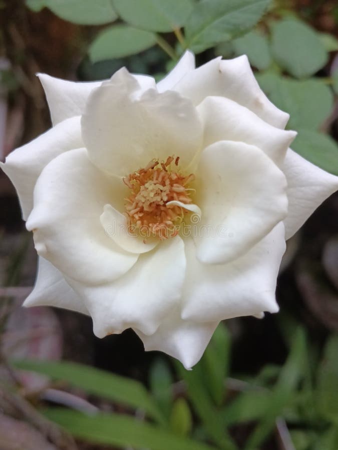 White Rose Grow and Bloom in the Garden in Summer Stock Image - Image ...