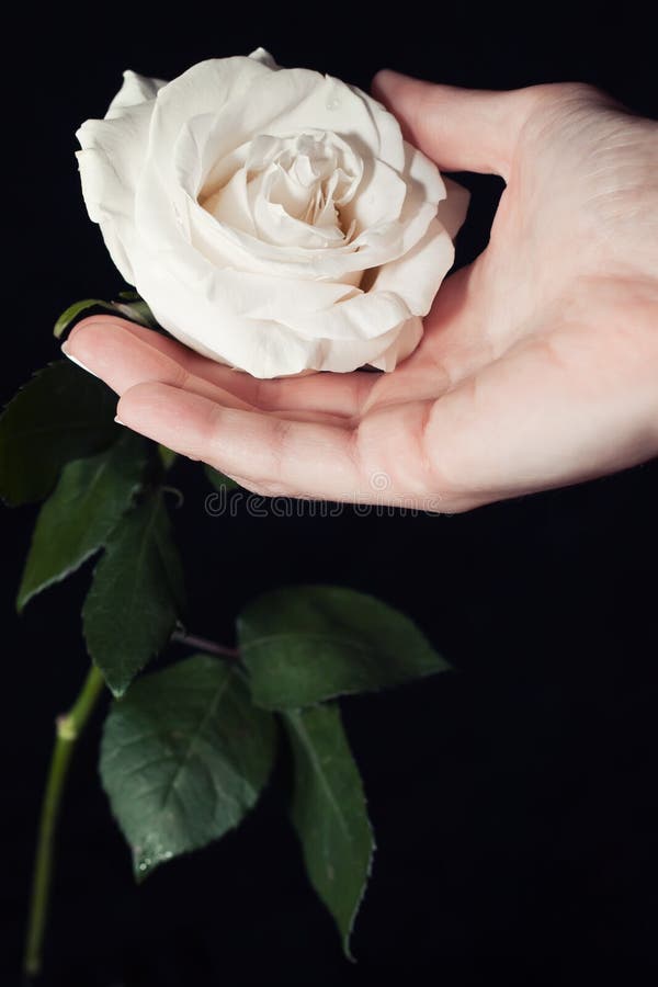 White rose and hand stock photo. Image of tenderness - 22343770