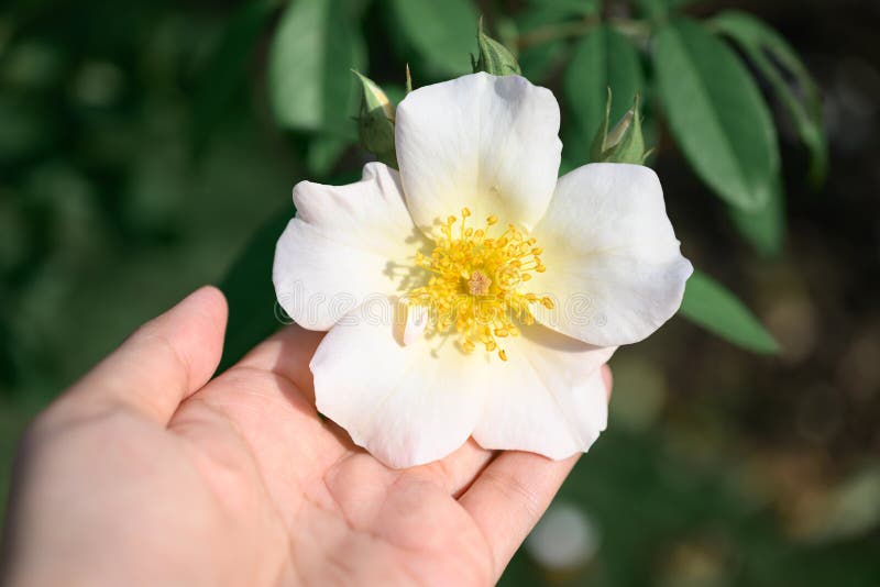 White Rose with Hand in Ornamental Flower Garden Stock Photo - Image of ...