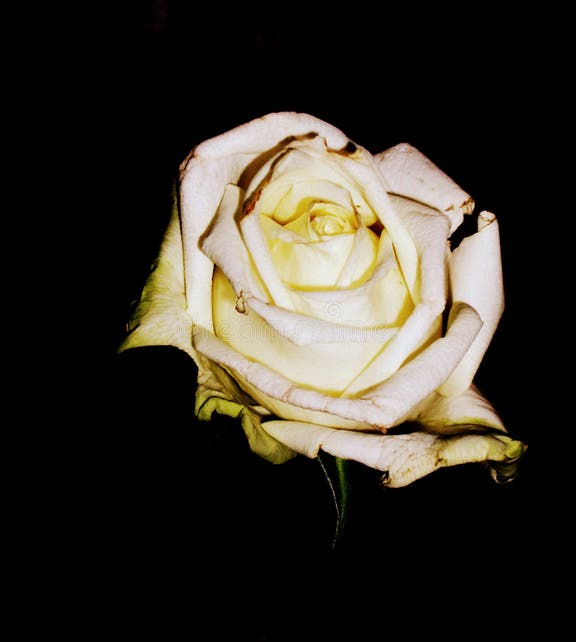 White rose stock image. Image of hardest, hard, flower - 49923117