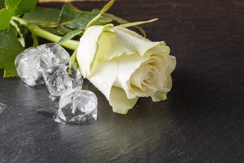 White Rose Ice Slate Background Stock Photos - Free & Royalty-Free ...
