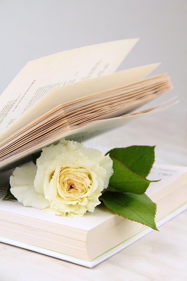 White rose inside the book stock photo. Image of author - 20114058