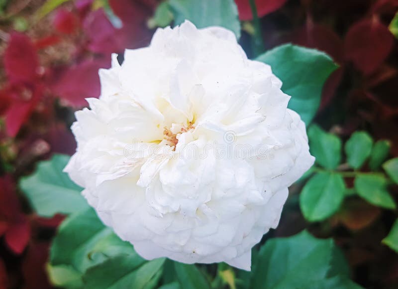 A White Rose with Its Elegance and Beauty in Spring Stock Photo - Image ...