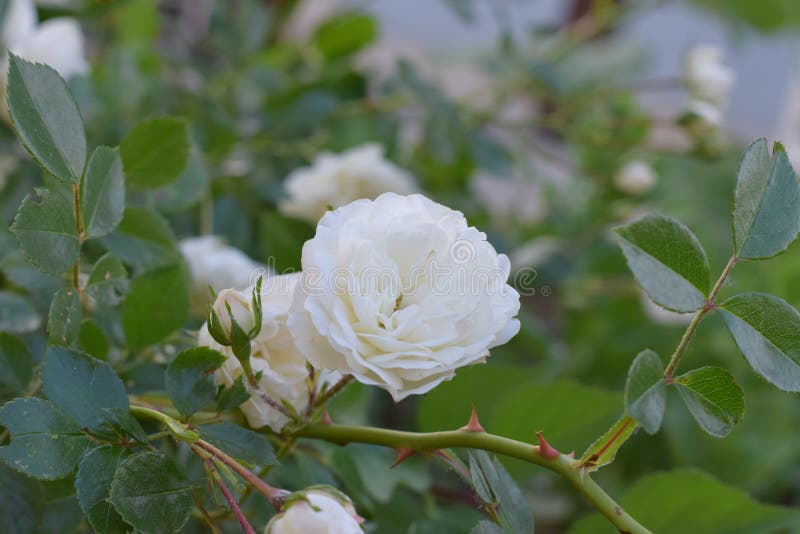 White rose with leaves stock image. Image of leaves, petals - 94601559