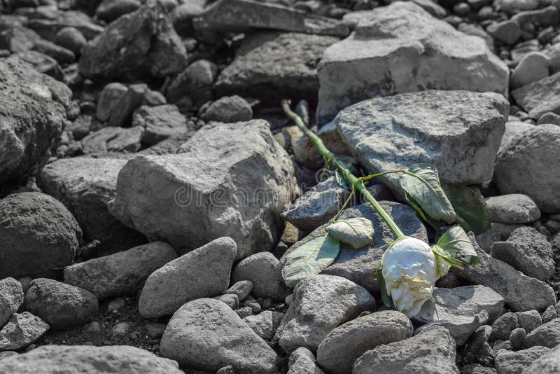 White Rose Left on the River Bank on the Rocks Stock Photo - Image of ...