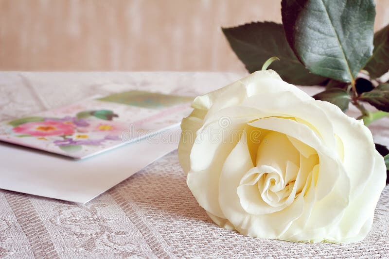 White Rose and a Letter of Congratulation. Stock Image - Image of ...