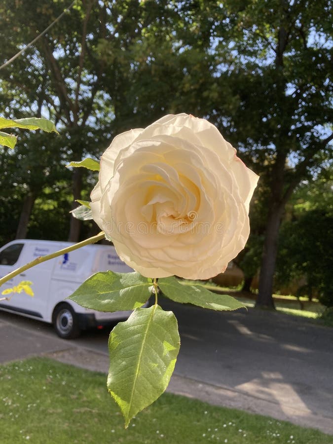 487 Long Stem Yellow Rose Stock Photos - Free & Royalty-Free Stock ...