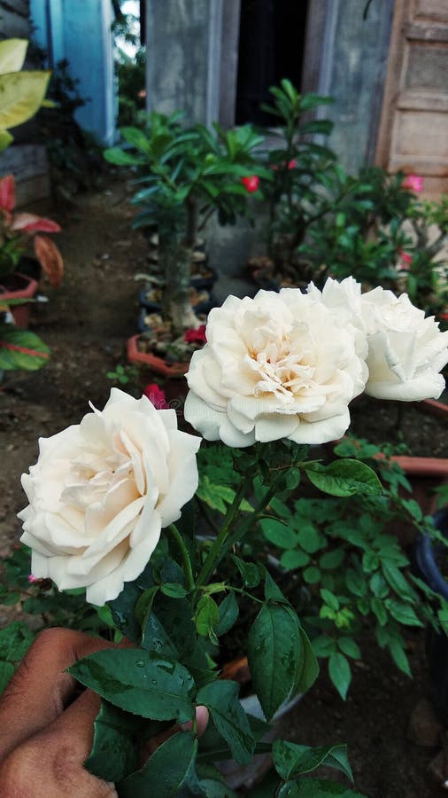 Redminote10pro Stock Photos - Free & Royalty-Free Stock Photos from ...